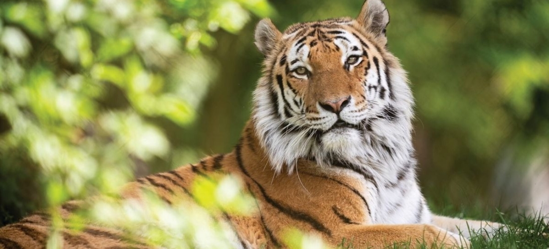 Win a family hotel stay and tickets to Marwell Zoo | Travelscoop