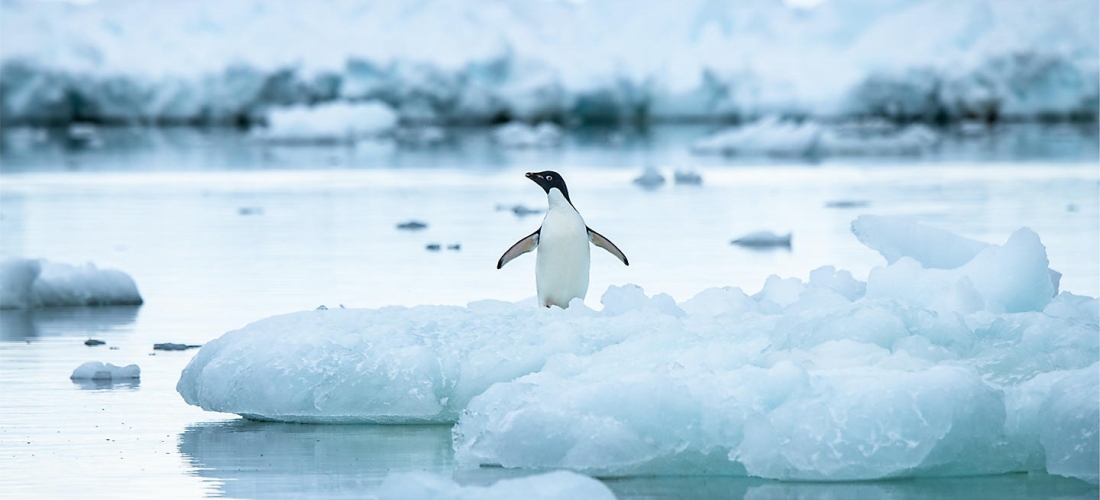 Win a 10-night expedition cruise to Antarctica worth over £21,000 ...
